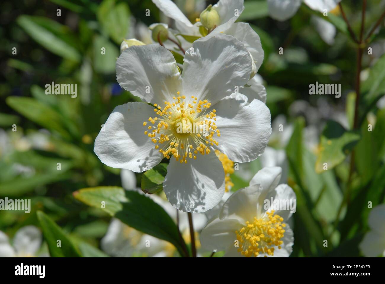 Tree anemone, also known as Carpenteria californica Stock Photo - Alamy