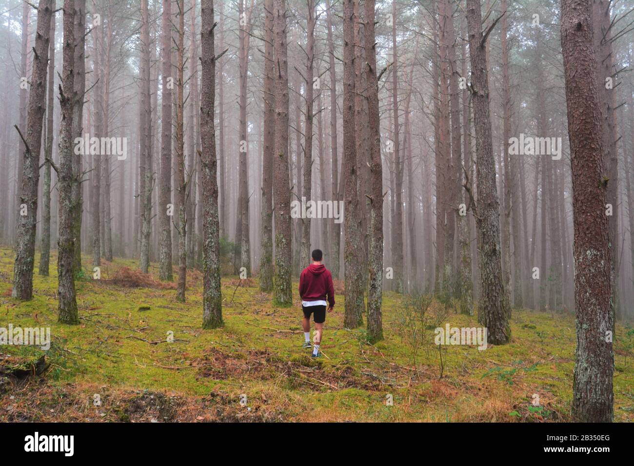 Lost trees hi-res stock photography and images - Alamy