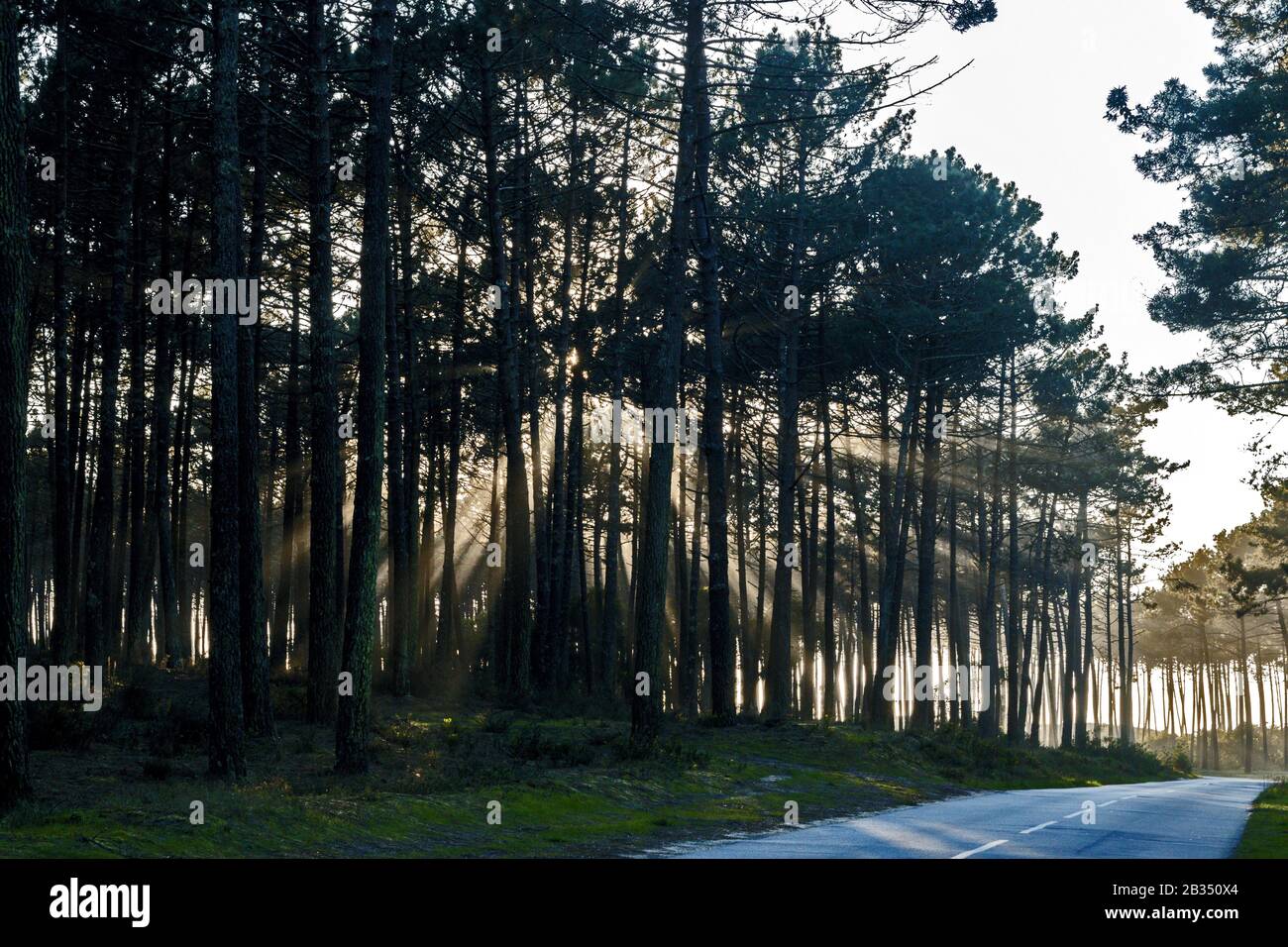 Road surrounded by the forest covered in greenery under the sunlight ...