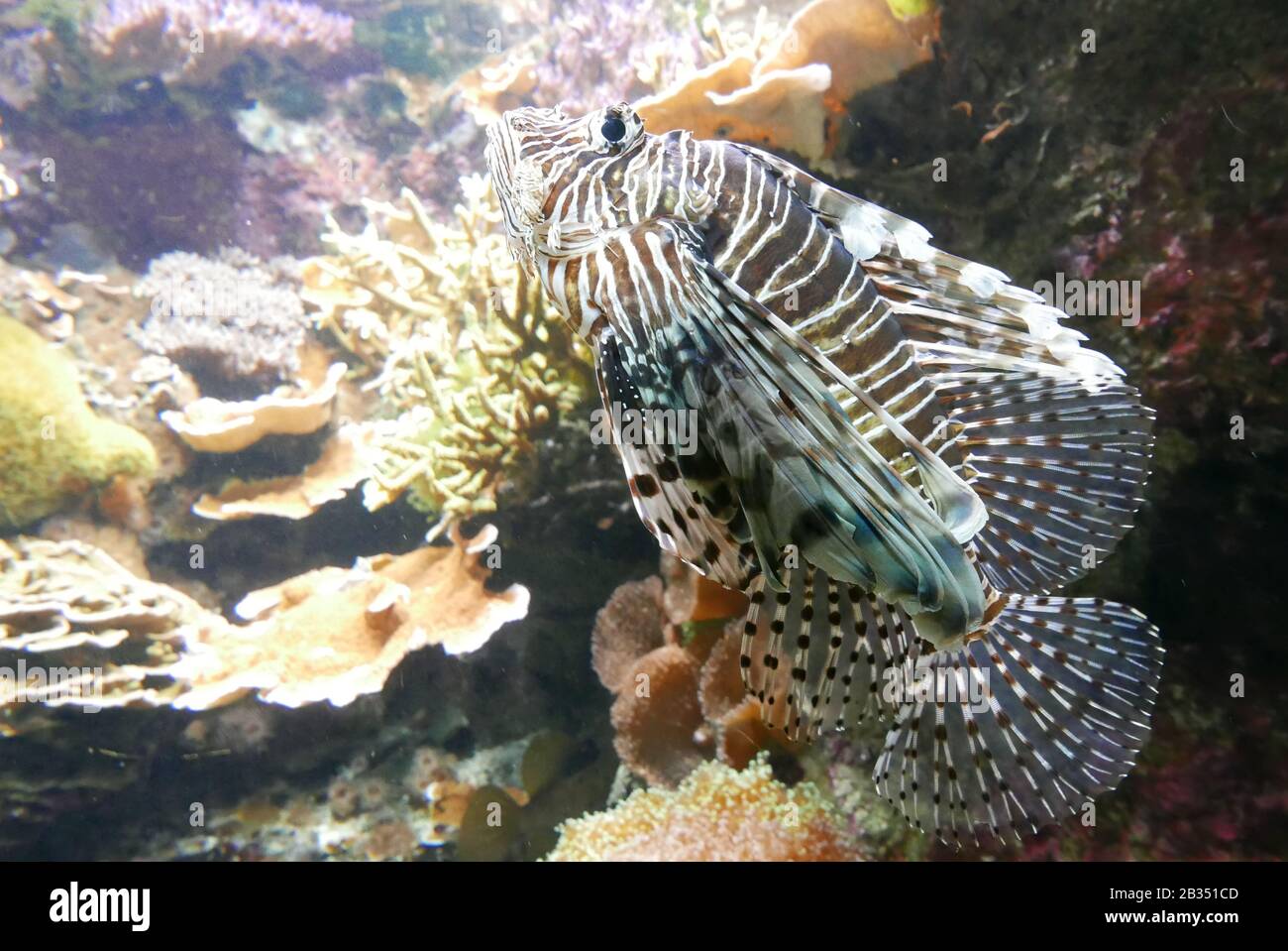 seawater aquarium, colorful marine fauna Stock Photo - Alamy