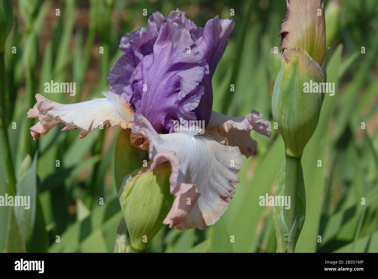 Bearded Iris Flower High Resolution Stock Photography and Images - Alamy