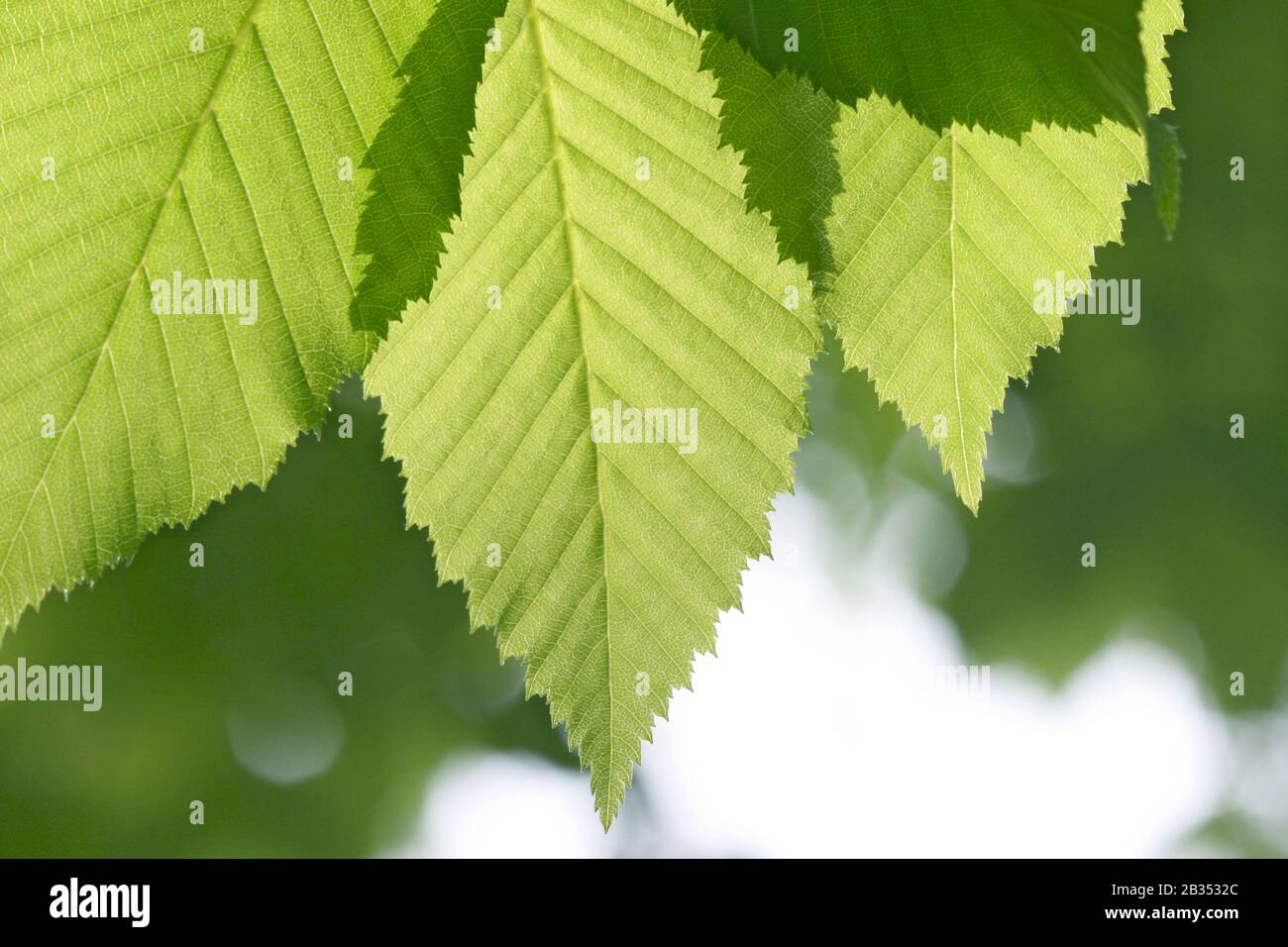Overlapping Leaves High Resolution Stock Photography and Images - Alamy