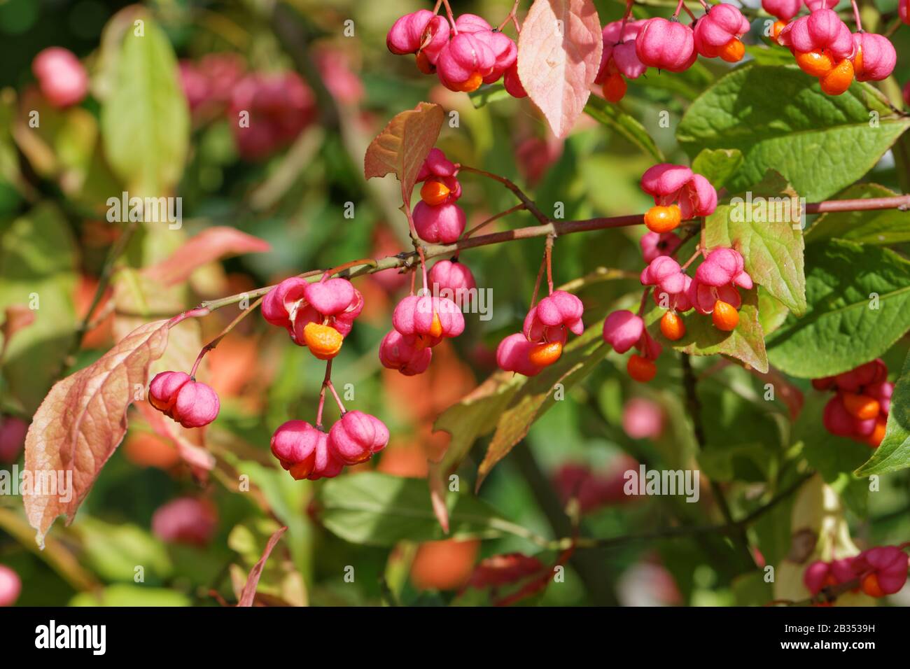 European Spindle Tree with Seed Vessels: branch of a european spindle ...