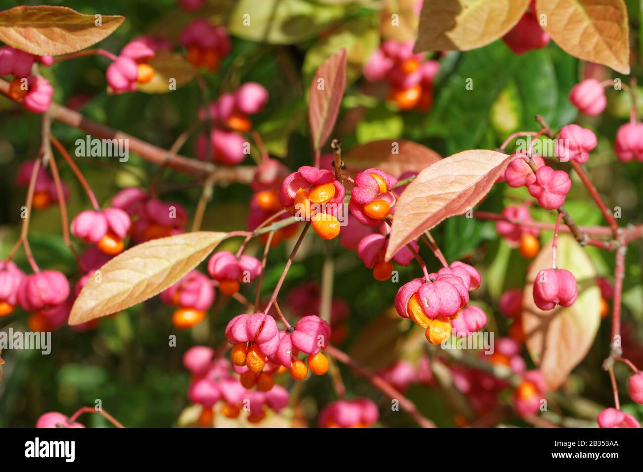 European Spindle Tree in Late Summer: branch of a european spindle tree ...