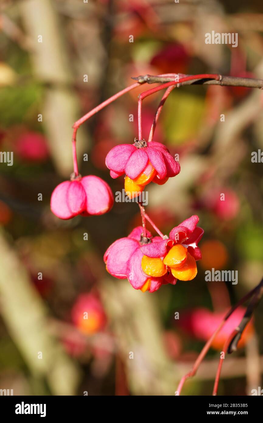 Opened Seed Vessels of the European Spindle Tree ( Euonymus europaeus ...