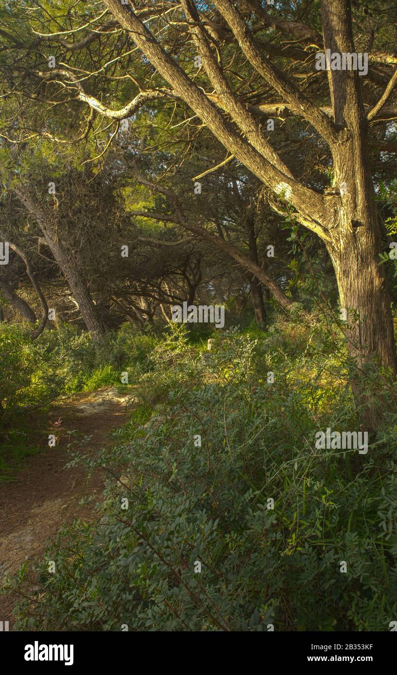 Aleppo pine Pinus halepensis woodland Stock Photo - Alamy