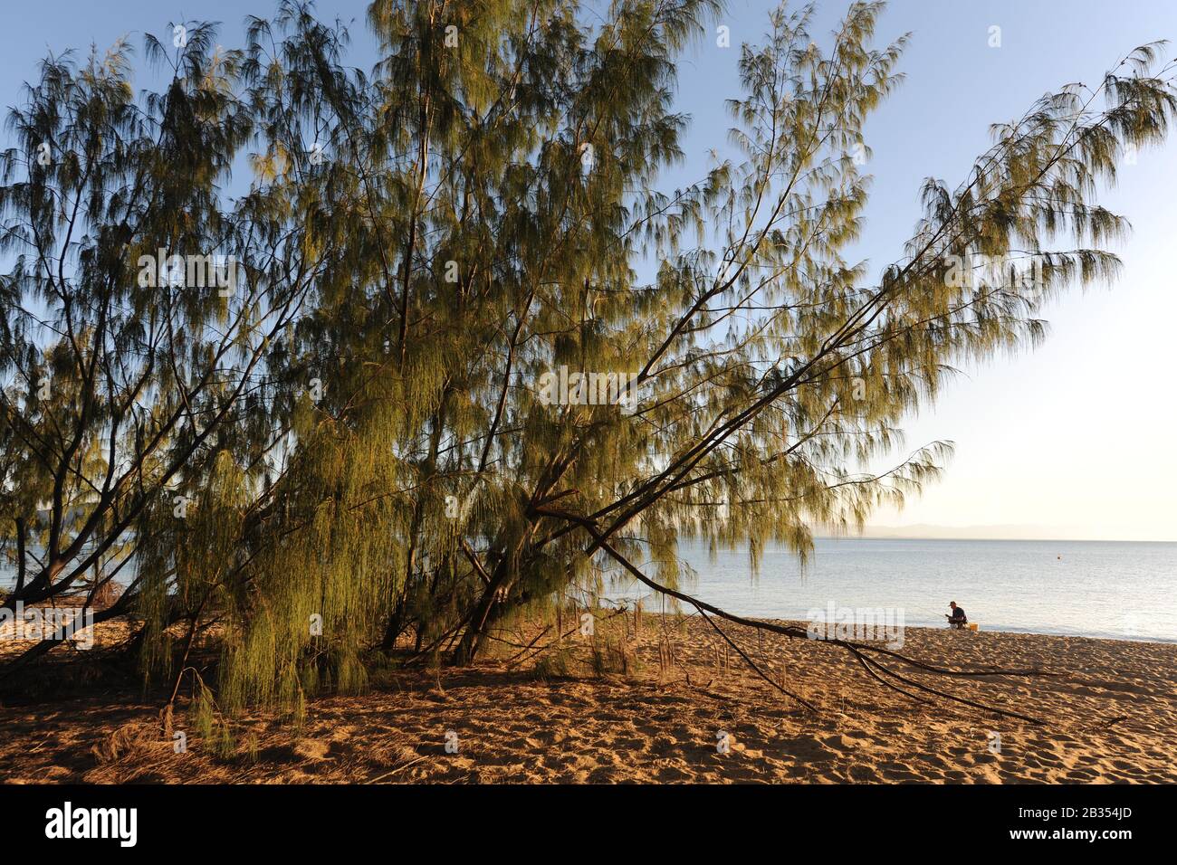 Casuarina tree and fisherman on the beach at West Point, Magnetic ...