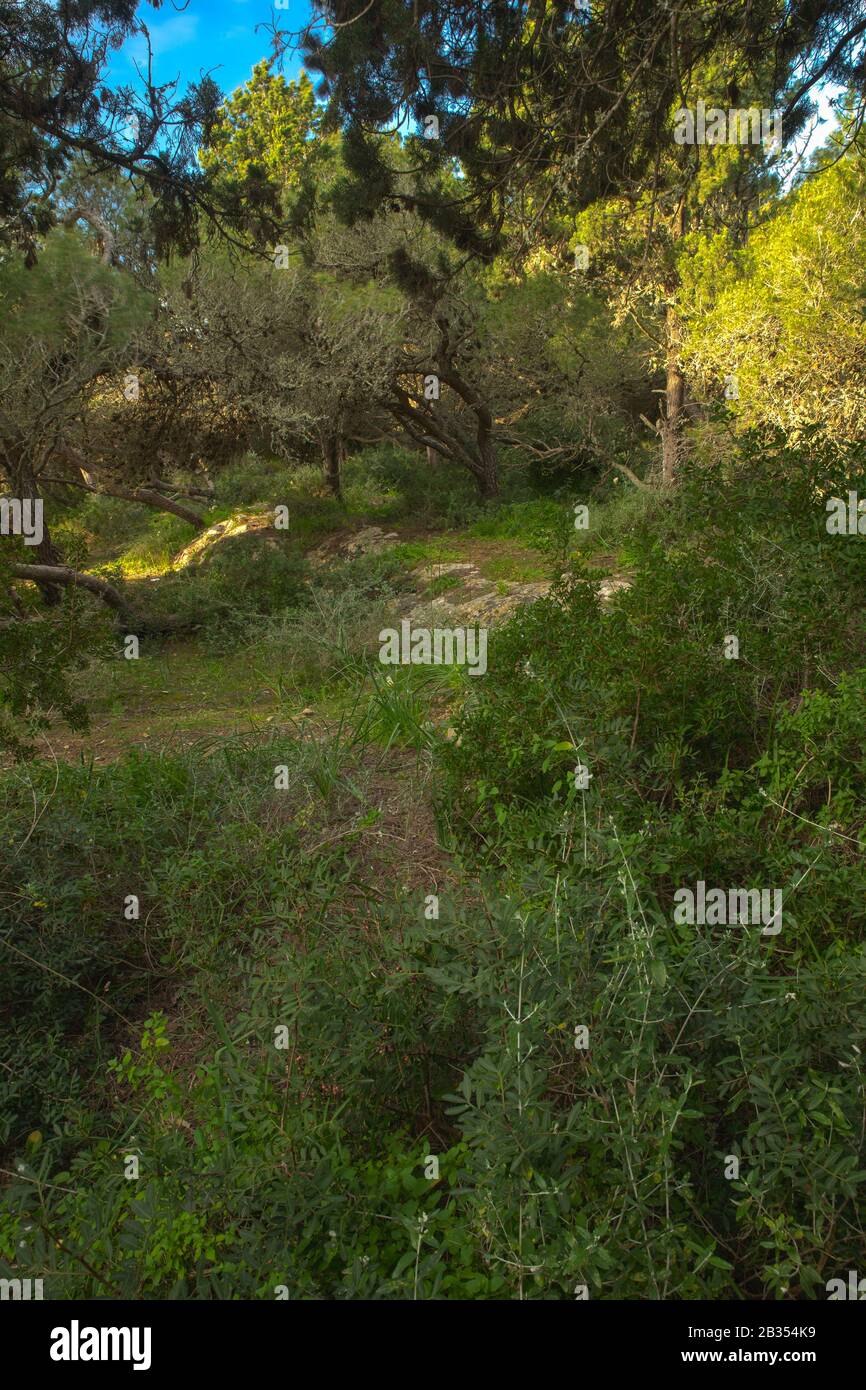 Aleppo pine Pinus halepensis woodland Stock Photo - Alamy