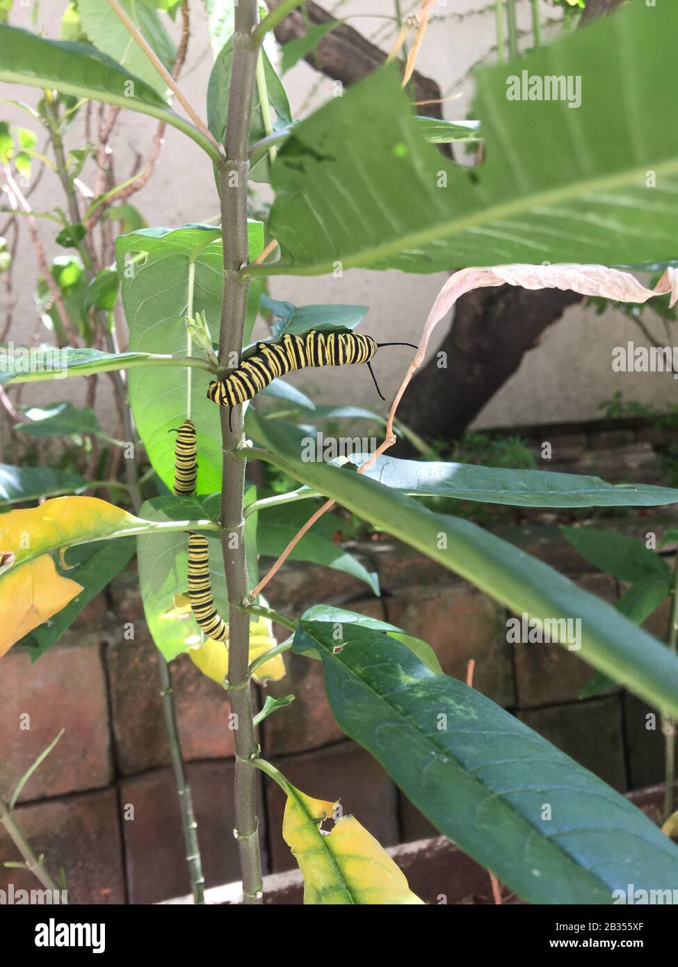 butterfly worms in milkweed Stock Photo - Alamy