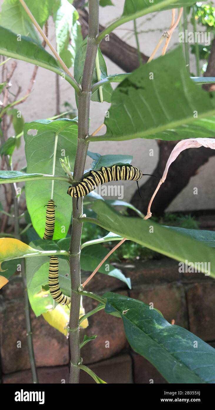 butterfly worms in milkweed Stock Photo - Alamy