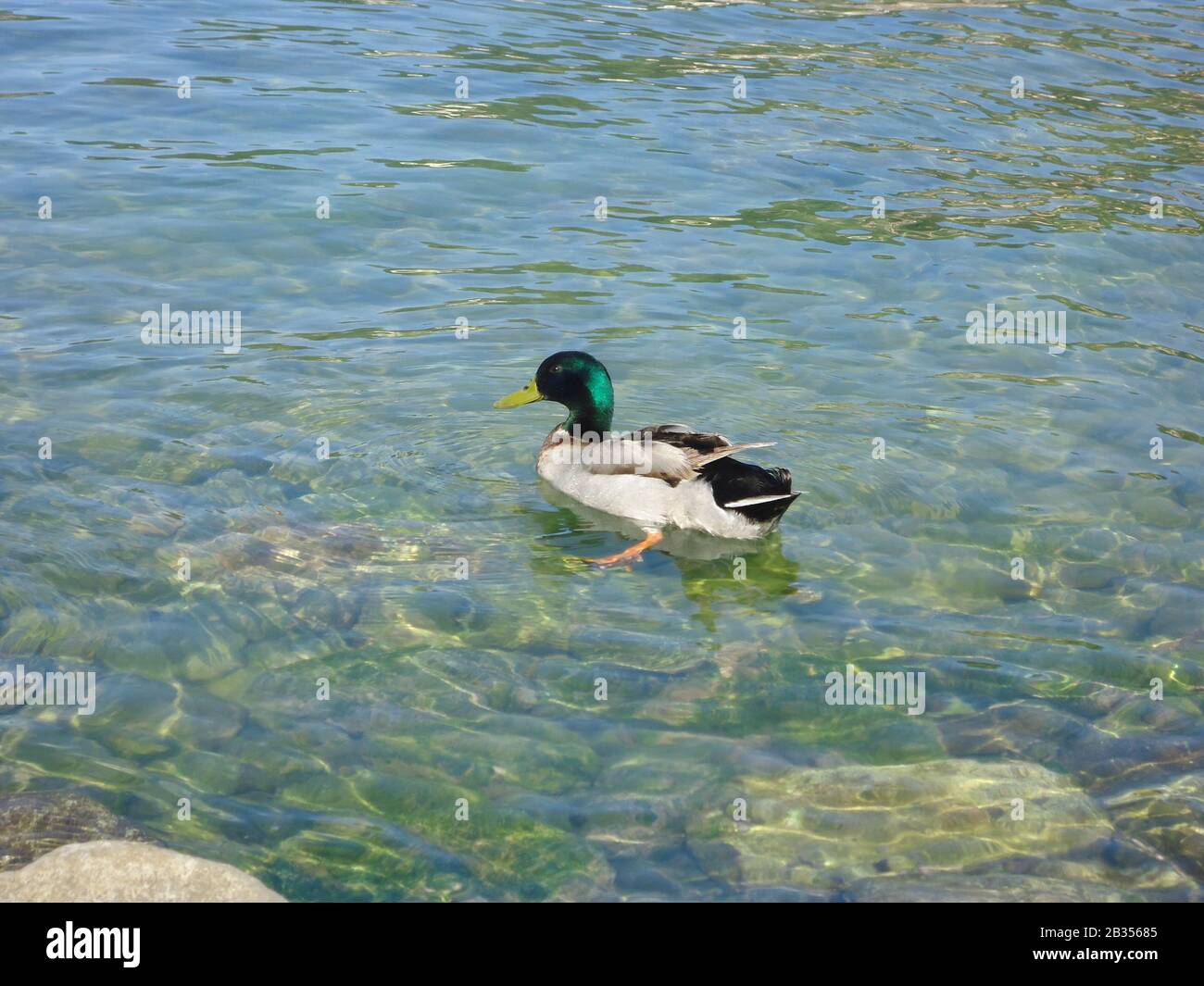 Real duck hi-res stock photography and images - Alamy
