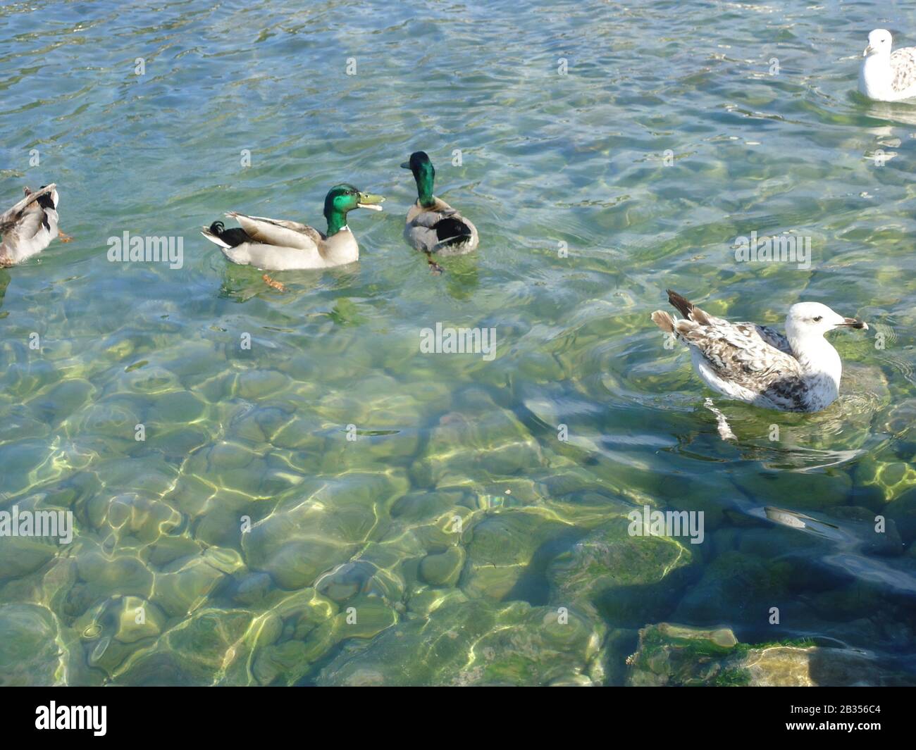Real duck hi-res stock photography and images - Alamy
