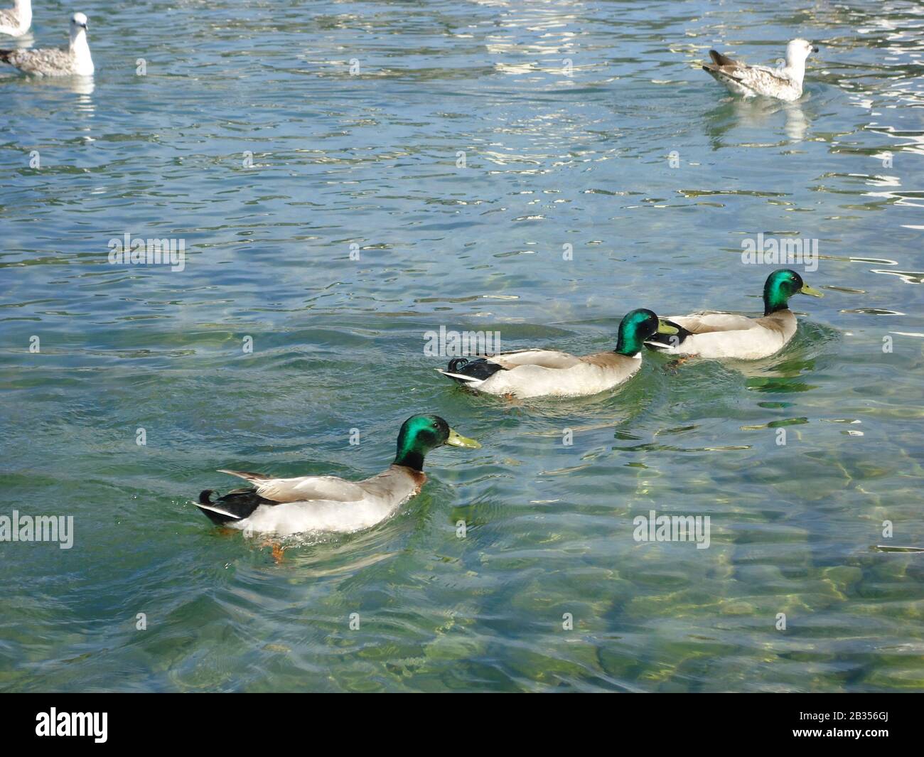 Real duck hi-res stock photography and images - Alamy