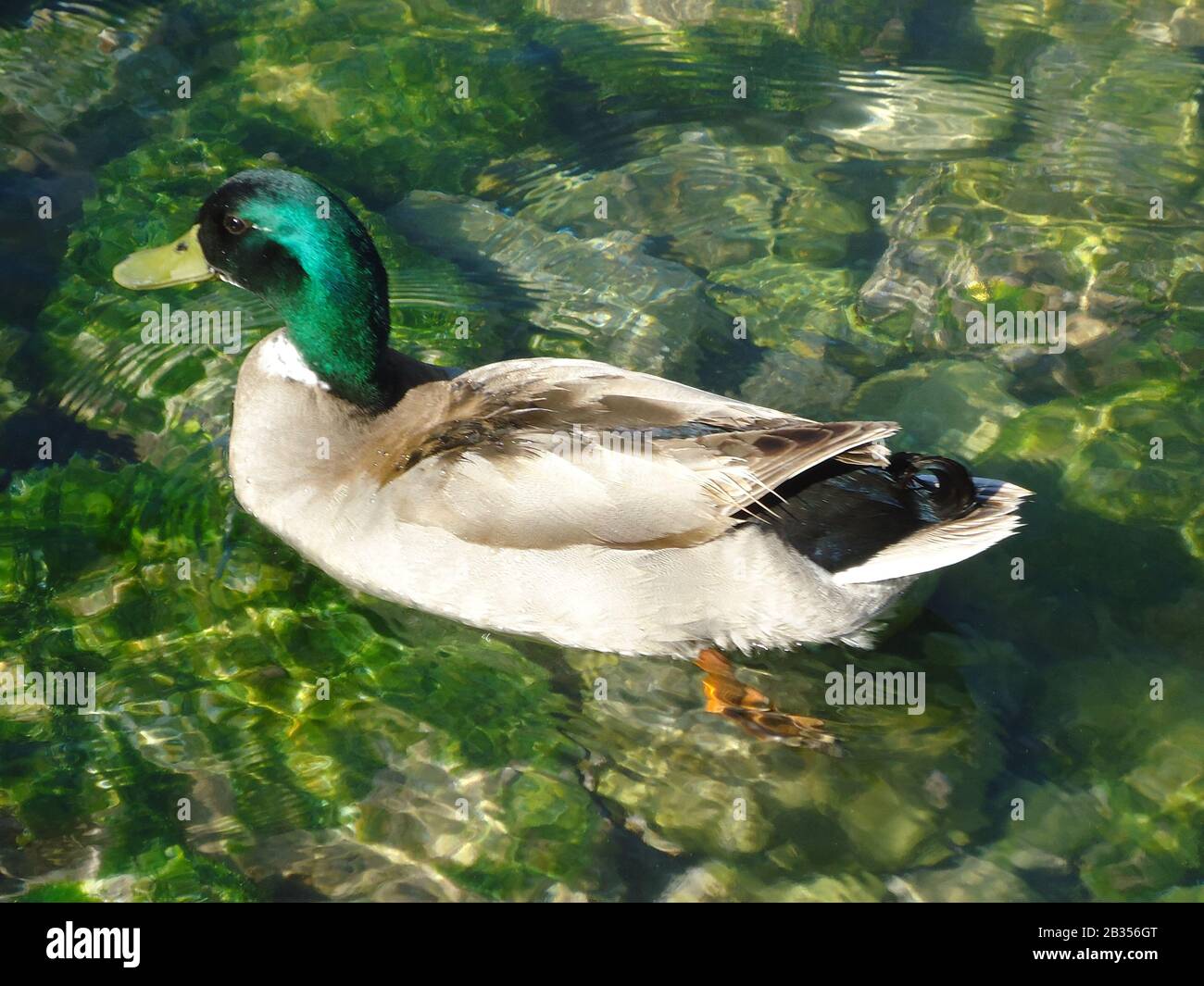 Real duck hi-res stock photography and images - Alamy