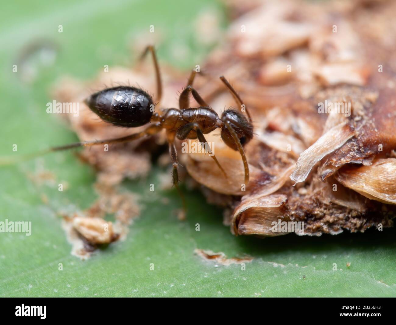 Macro Photography of Tiny Ant Eating Dry Bird Poop on Green Leaf Stock ...
