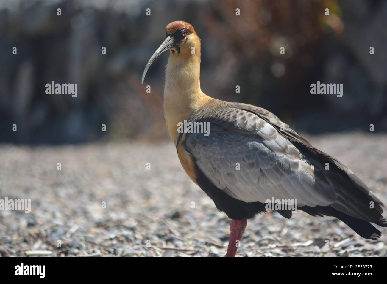 Bandurria patagonia hi-res stock photography and images - Alamy