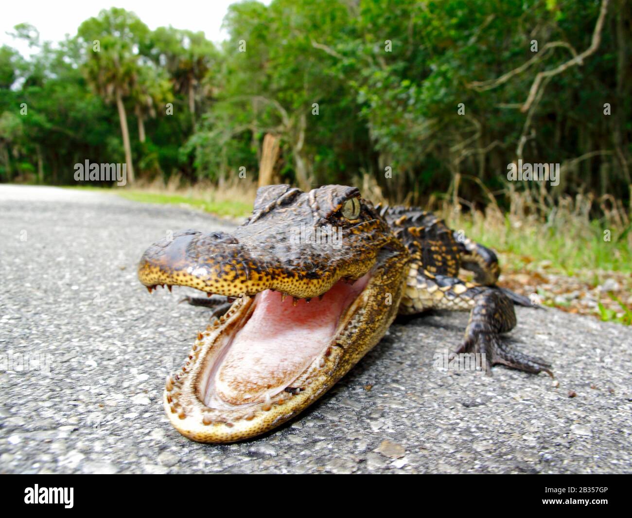 American alligator young in mouth hi-res stock photography and images ...