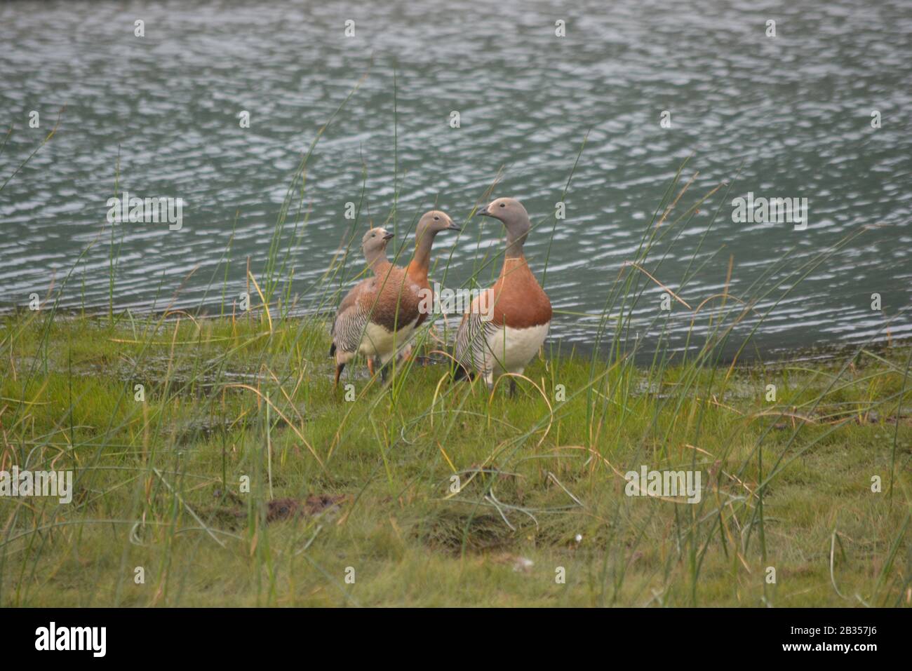 Ducks on the riverside Stock Photo - Alamy