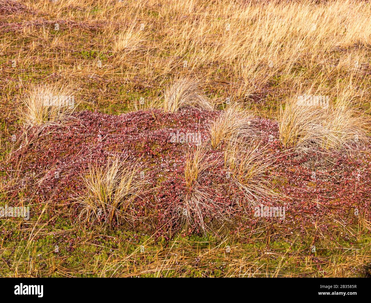 abstract picture with dry texture of marsh grass, blurred background ...