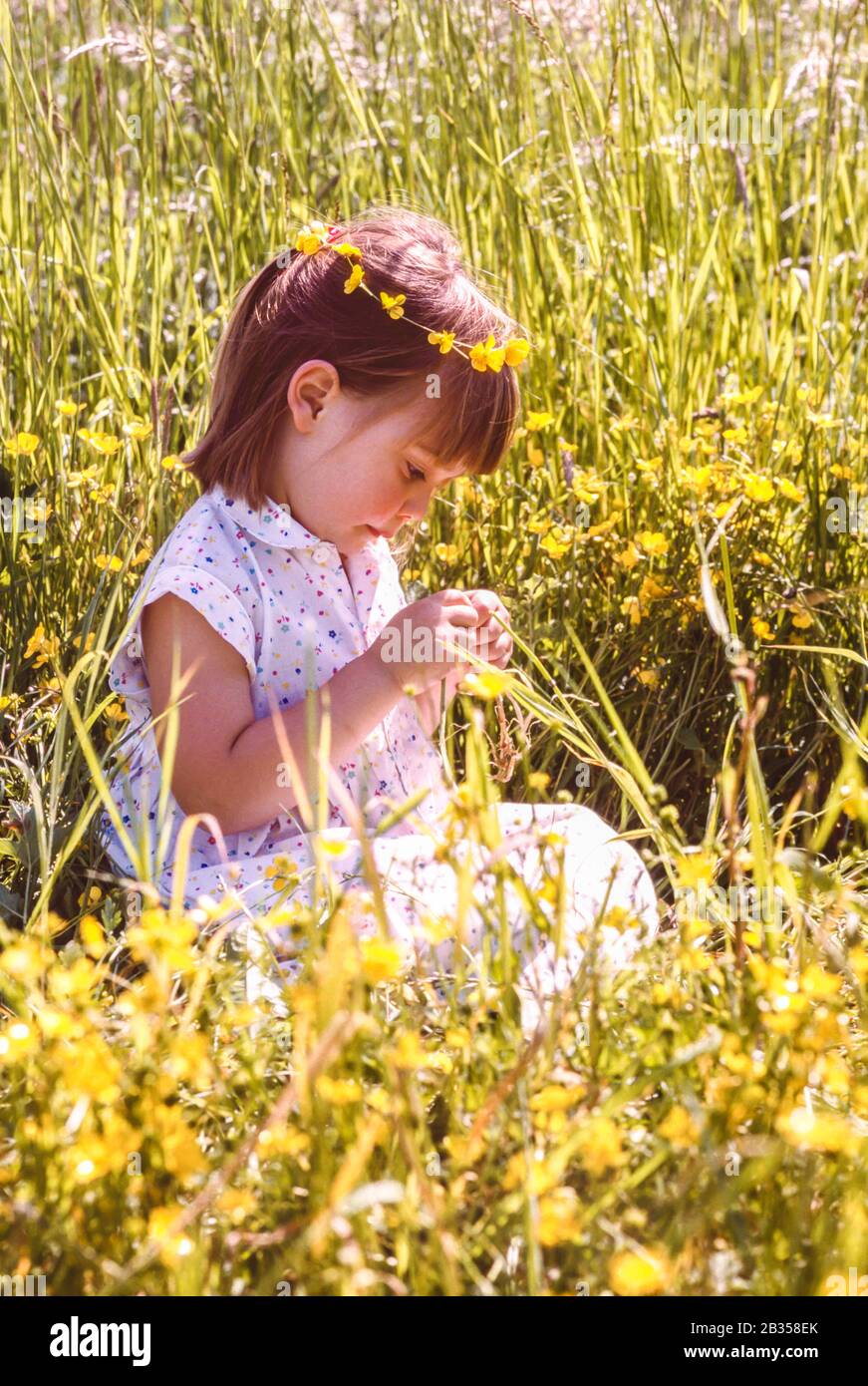 little girl making flower chain out of buttercups, wearing buttercup ...
