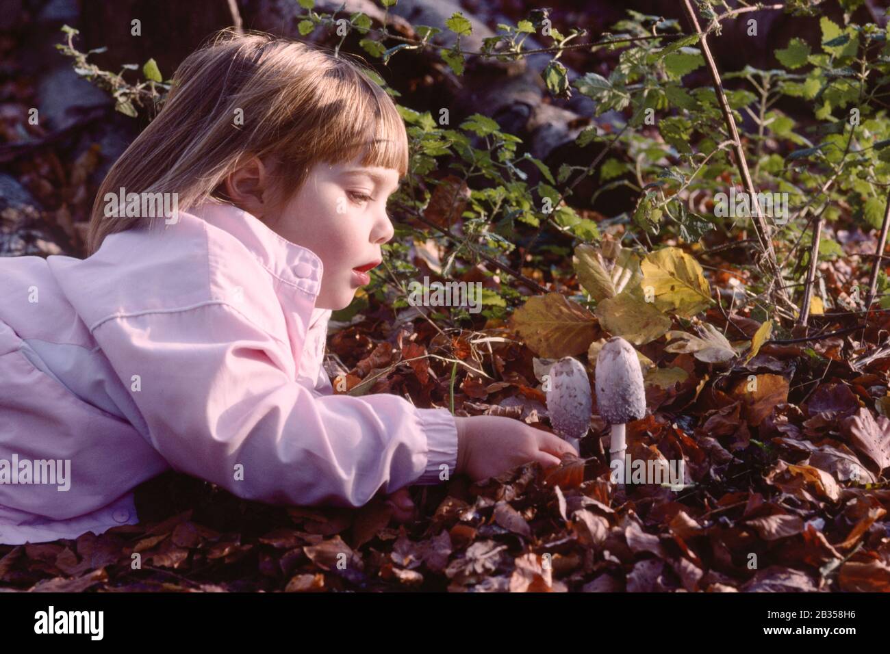 young child, girl, laying on ground touching two toadstools Stock Photo ...