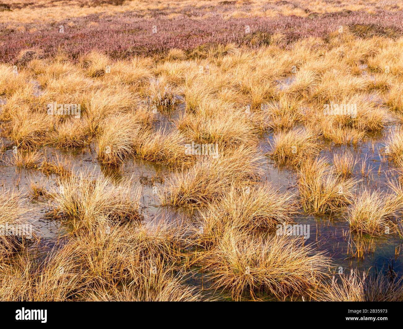 abstract picture with dry texture of marsh grass, blurred background ...
