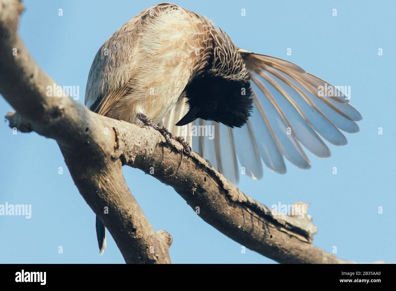 Red Vented Bulbul Indian Bird High Resolution Stock Photography and ...
