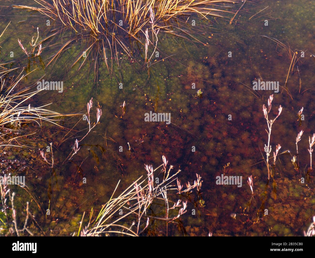 abstract picture with dry texture of marsh grass, blurred background ...