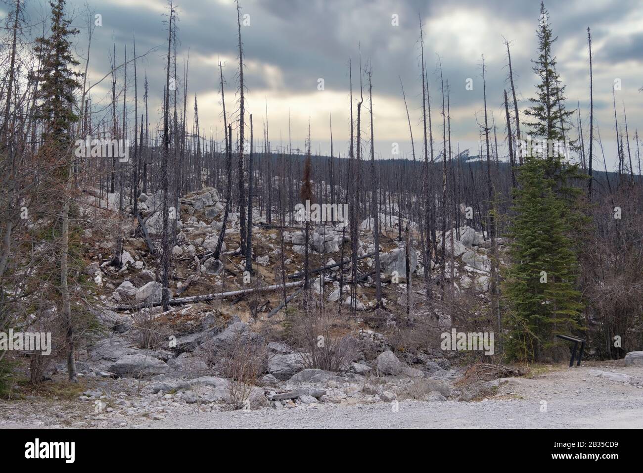 Many dead trees destroyed by forest fire, Canada Stock Photo - Alamy