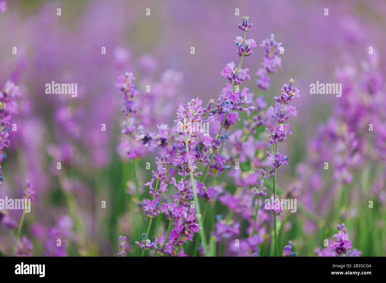purple lavender blooms in field in June Stock Photo - Alamy