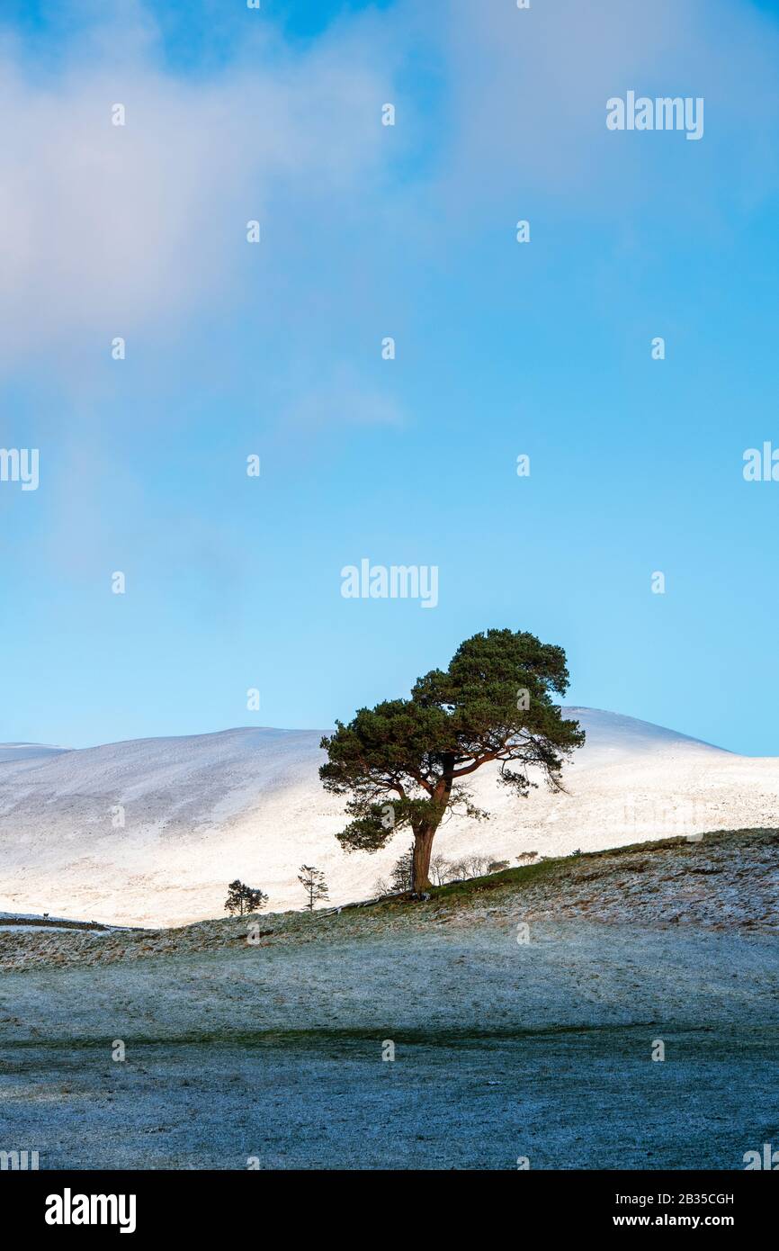 Pinus sylvestris. Single scots pine tree in the wintry scottish border ...