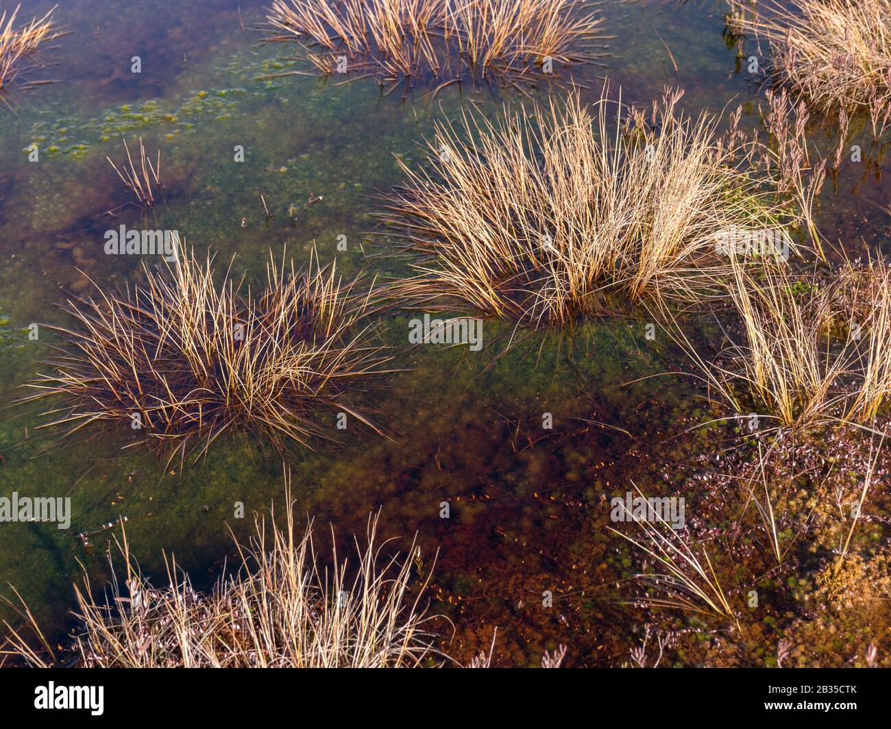 abstract picture with dry texture of marsh grass, blurred background ...
