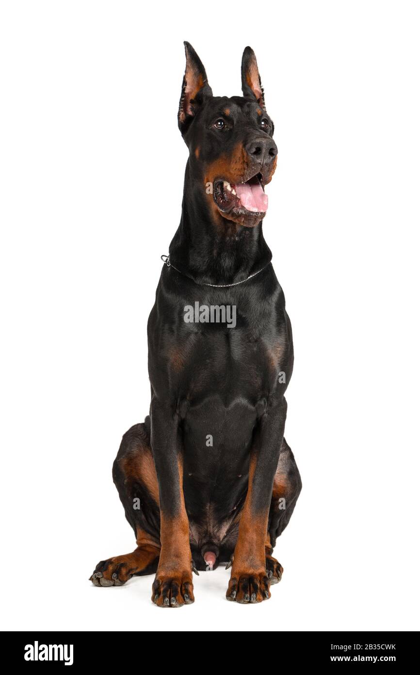 Doberman isolated on white background. creative photo Stock Photo - Alamy