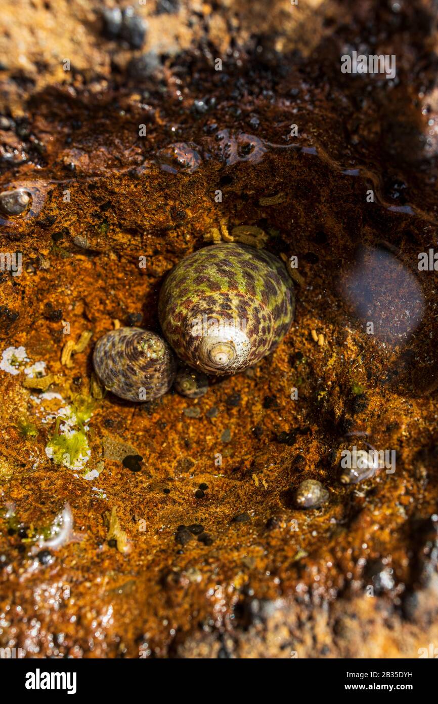 Yellow shells hi-res stock photography and images - Alamy