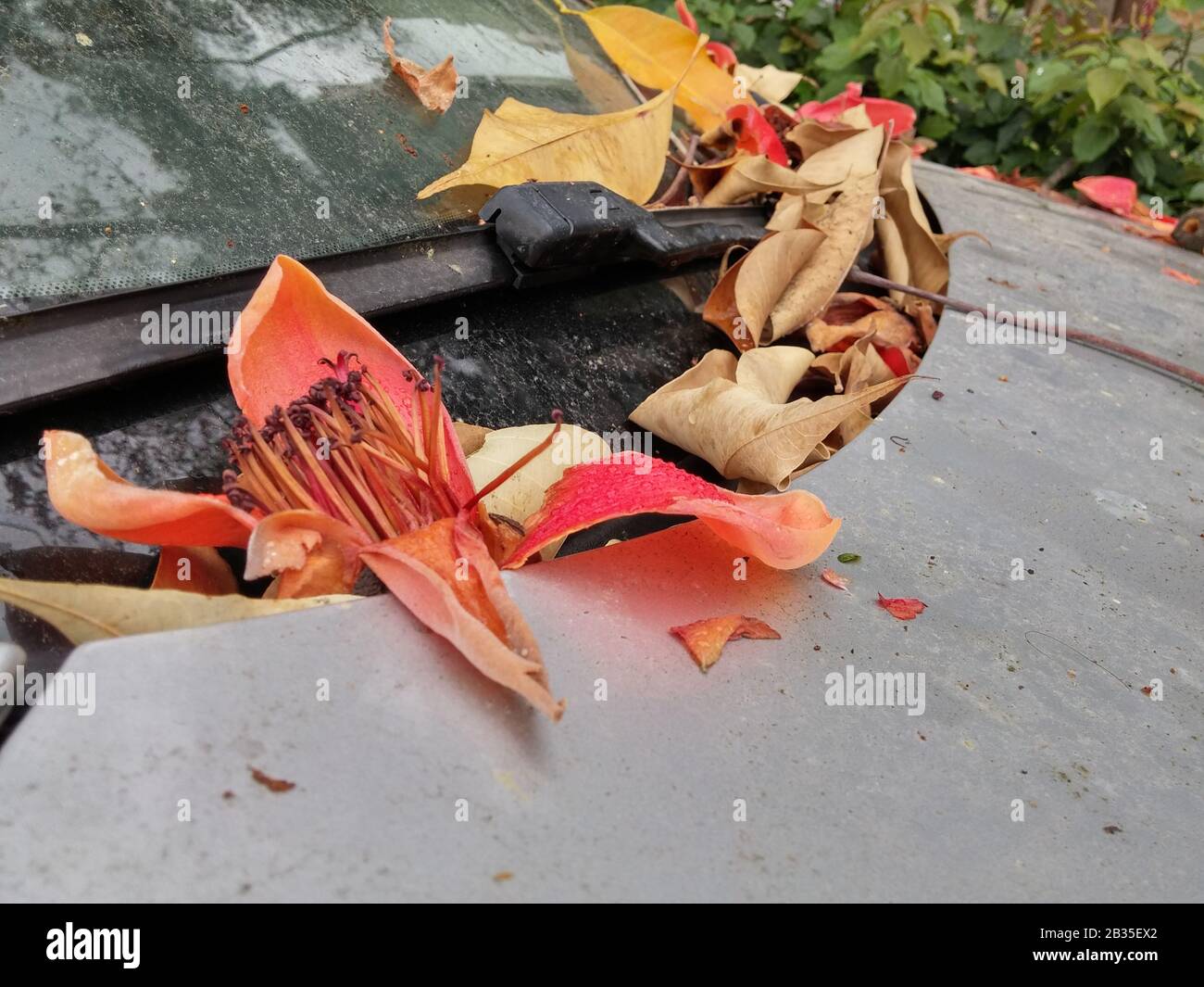 The kapok fell on top of the car Stock Photo - Alamy