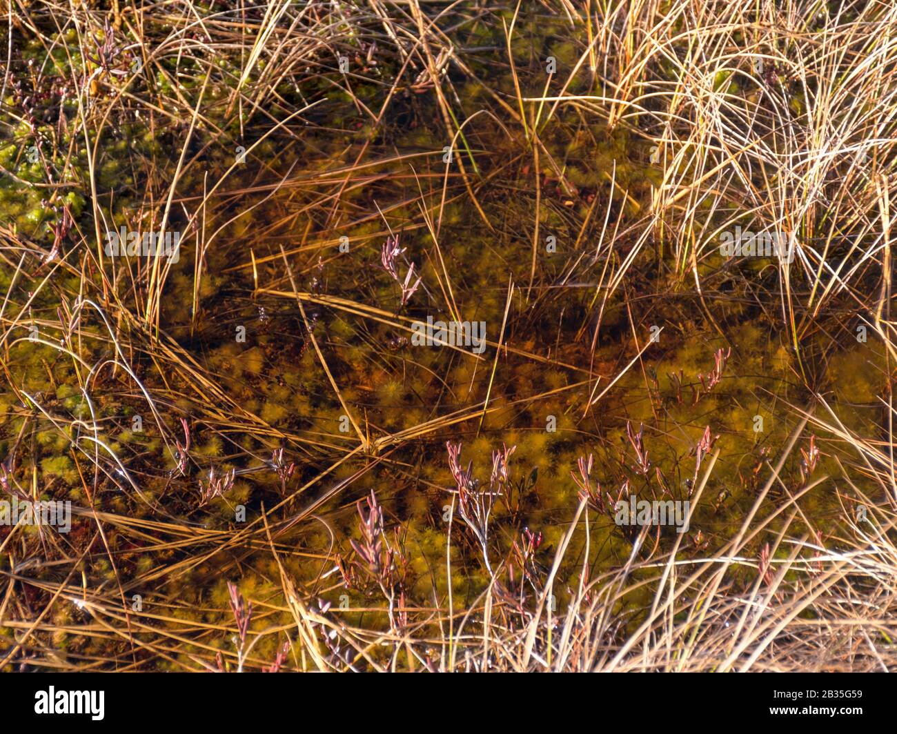 abstract image with dry bog grass and bog water texture, sky glare in ...