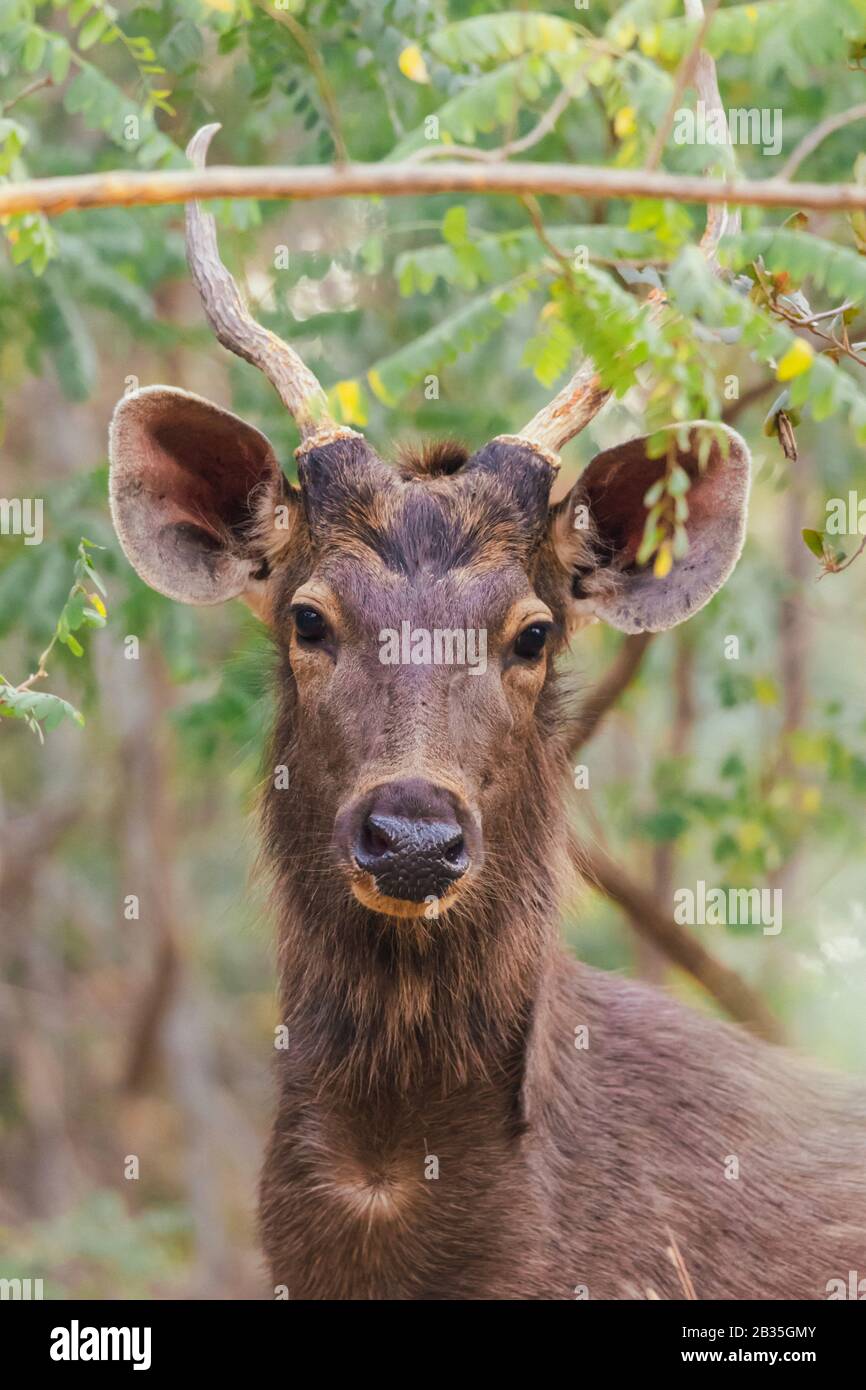 Sambar deer in its natural habitat Stock Photo - Alamy