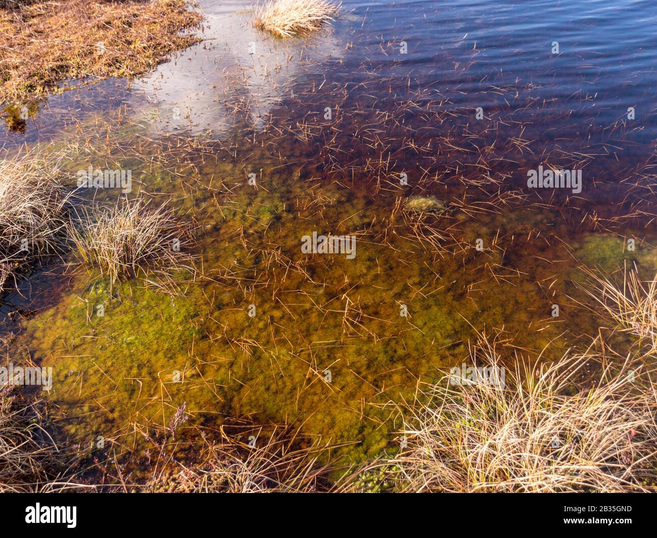 abstract image with dry bog grass and bog water texture, sky glare in ...