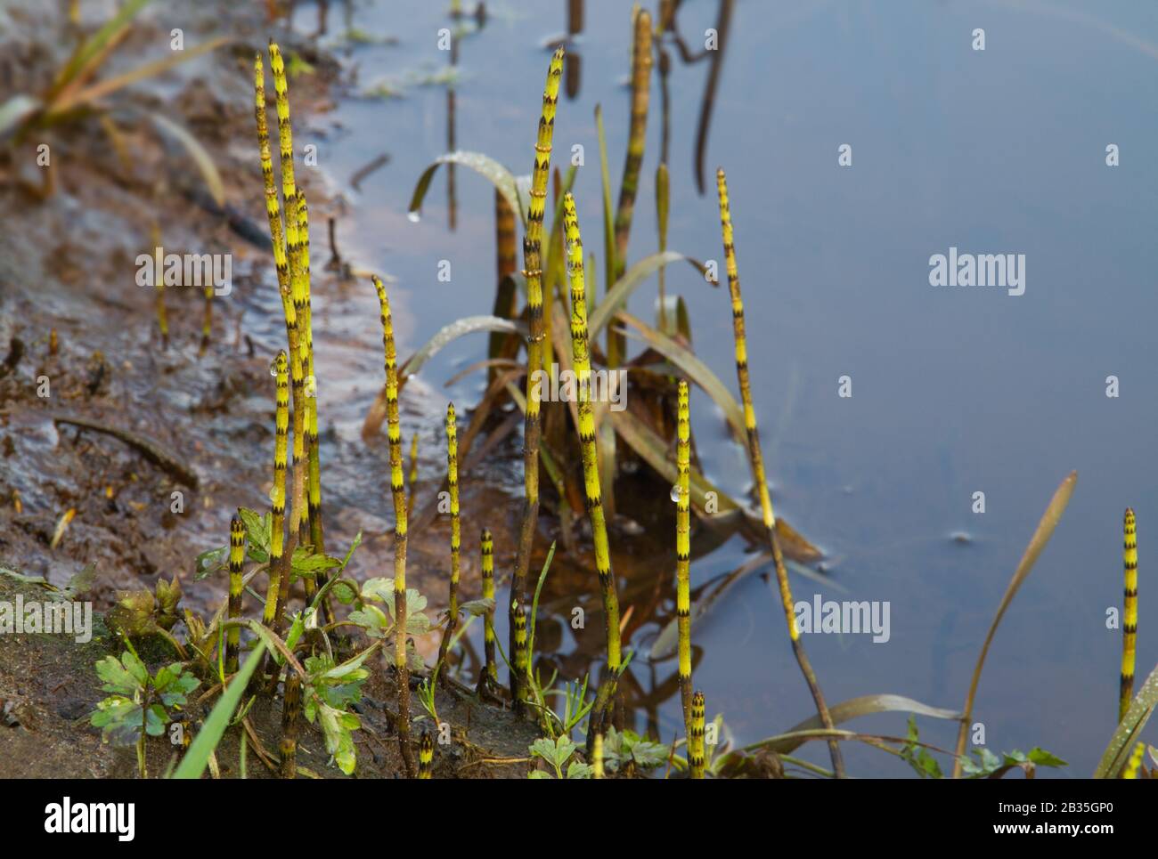 Colony of Water horsetail or Swamp horsetail on the shoreline of a ...