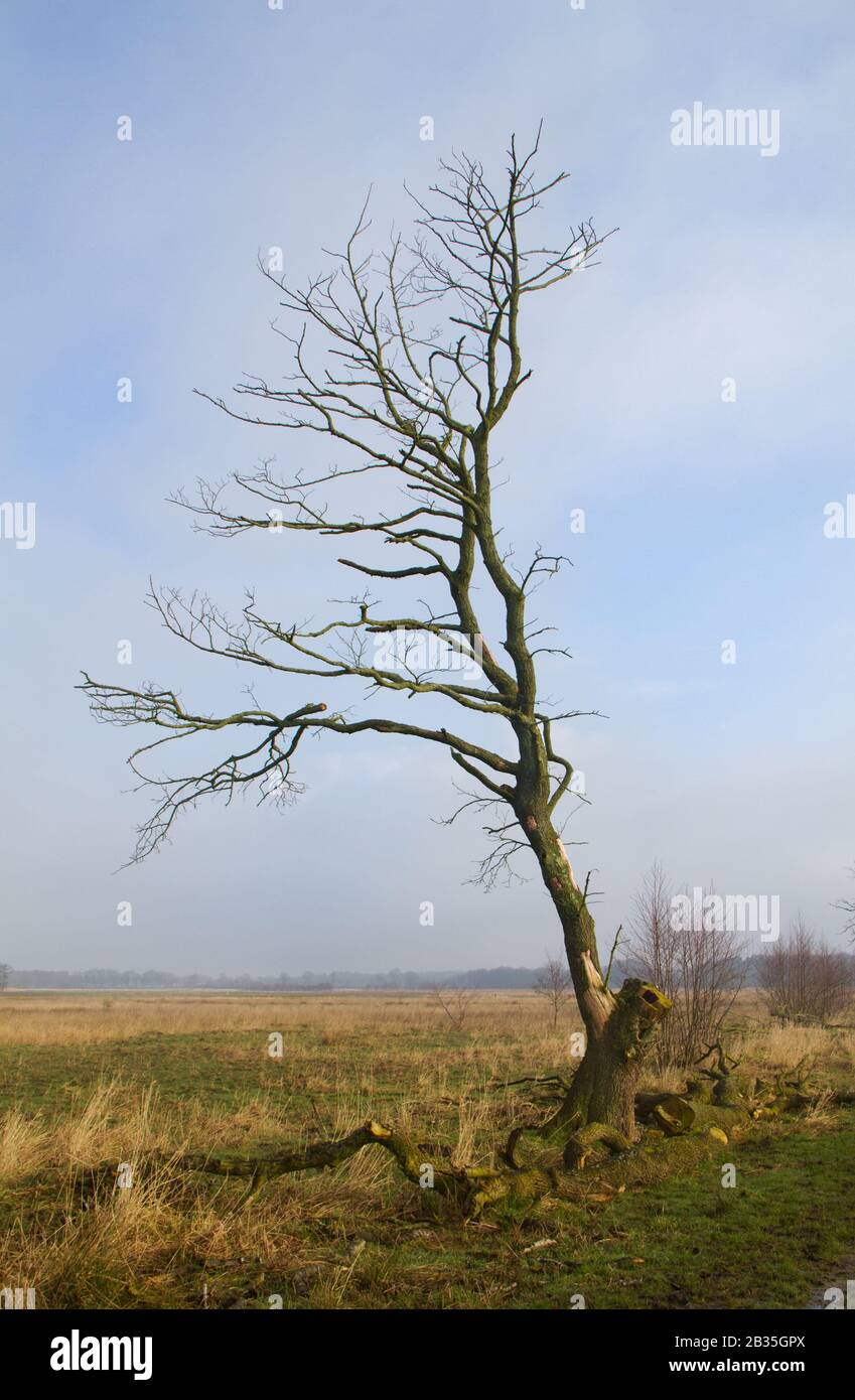 Lonely dead Oak tree with a sawed-off branch in a field Stock Photo - Alamy