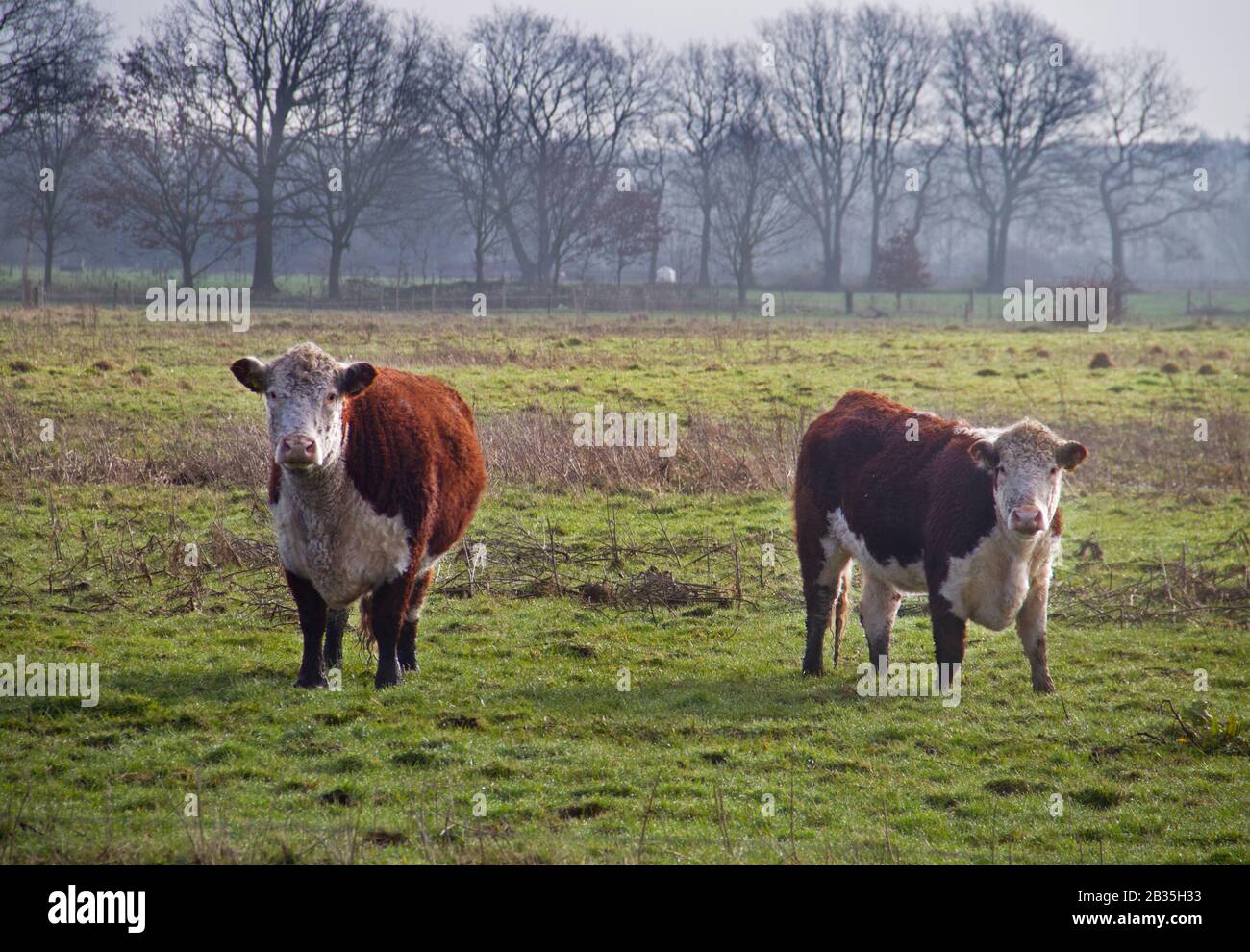 Hereford-cattle grazing in a Dutch nature reserve Stock Photo - Alamy