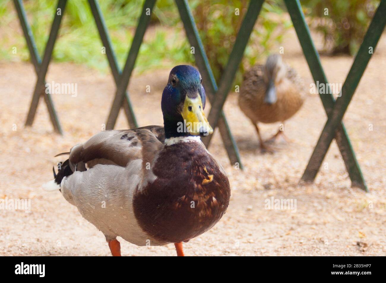 Duck walking in the dirt arena of an urban parcel Stock Photo - Alamy