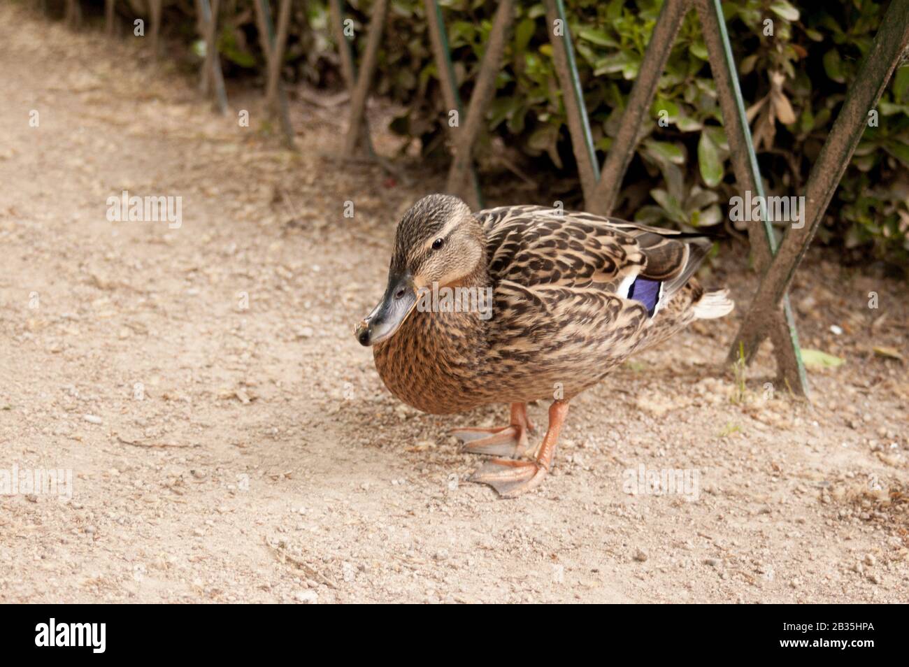 Duck walking in the dirt arena of an urban parcel Stock Photo - Alamy