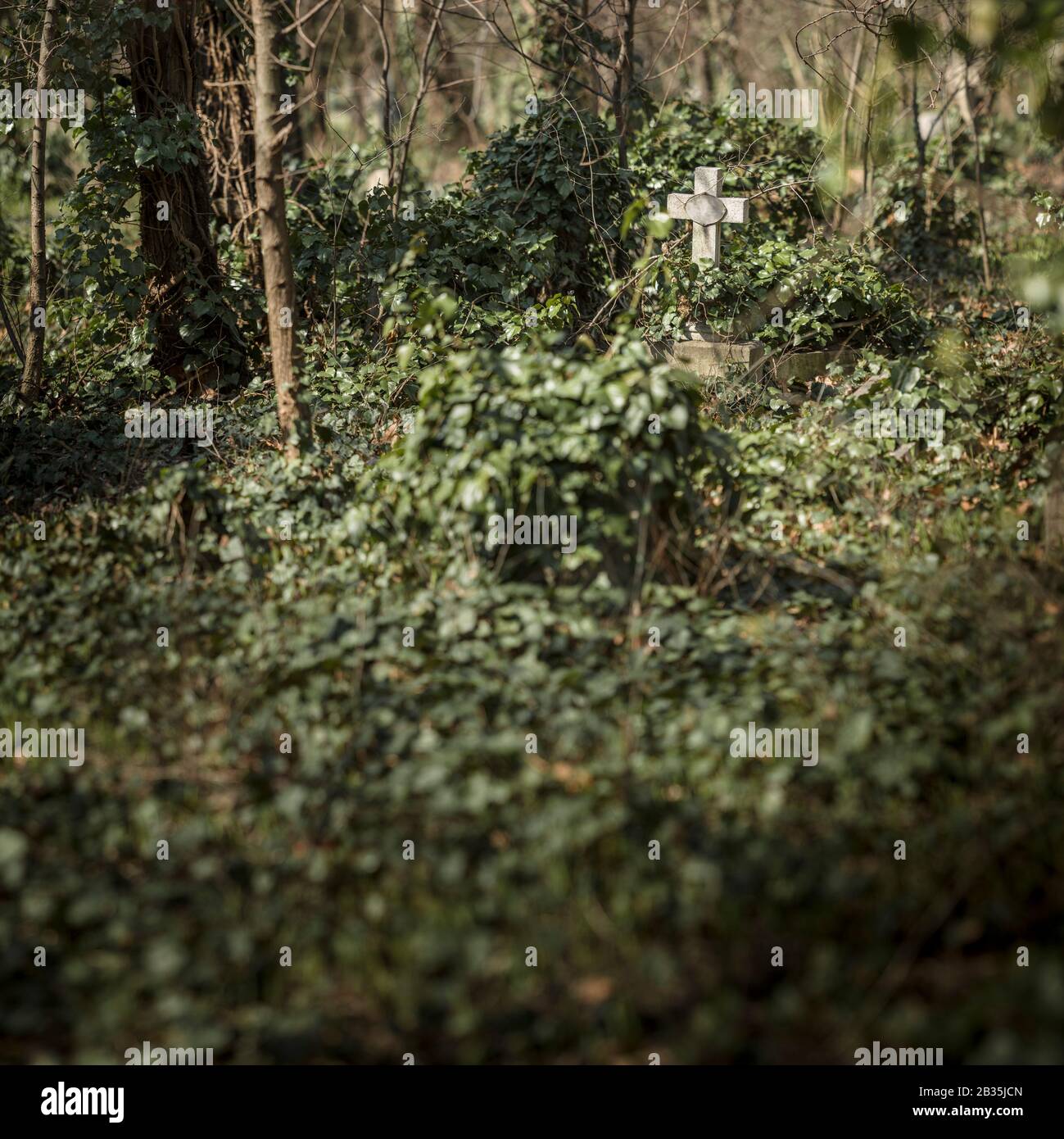 Stone cross and overgrown ivy graves at the Kerepesi Cemetery. Budapest., Hungary Stock Photo ...