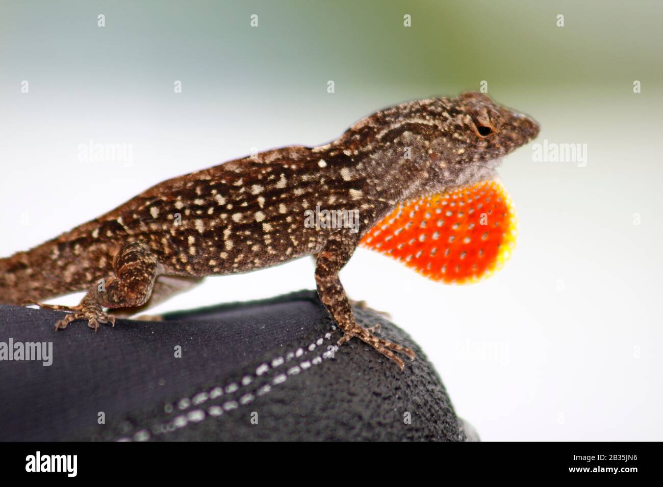 an anole lizard showing his dewlap Stock Photo - Alamy