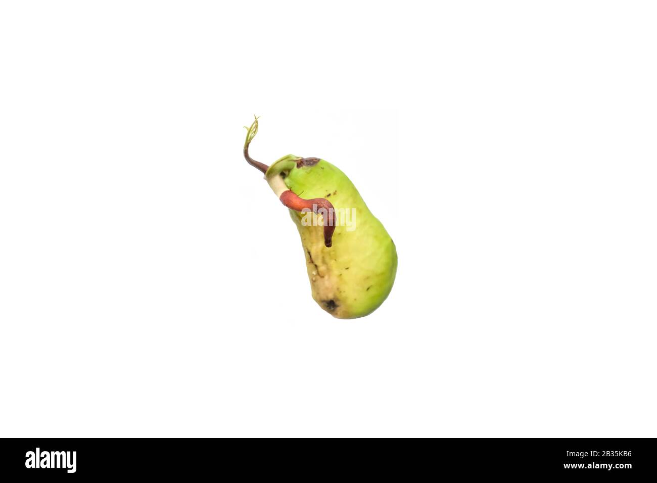 Mango preparation Cut Out Stock Images & Pictures - Alamy