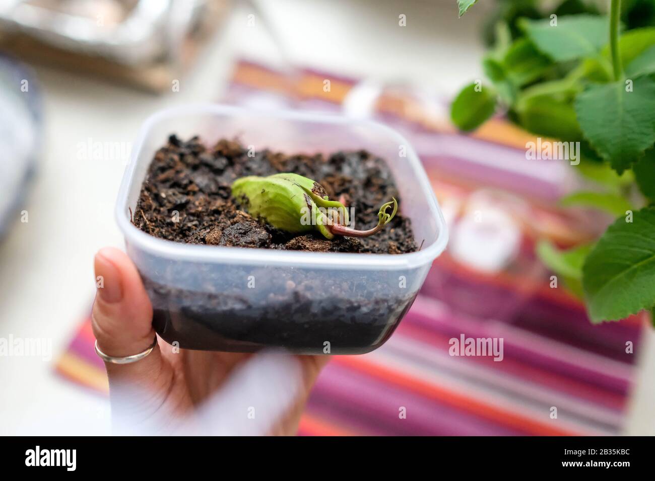 A mango seed was planted in a container of earth. Sprouted Mango Bone ...