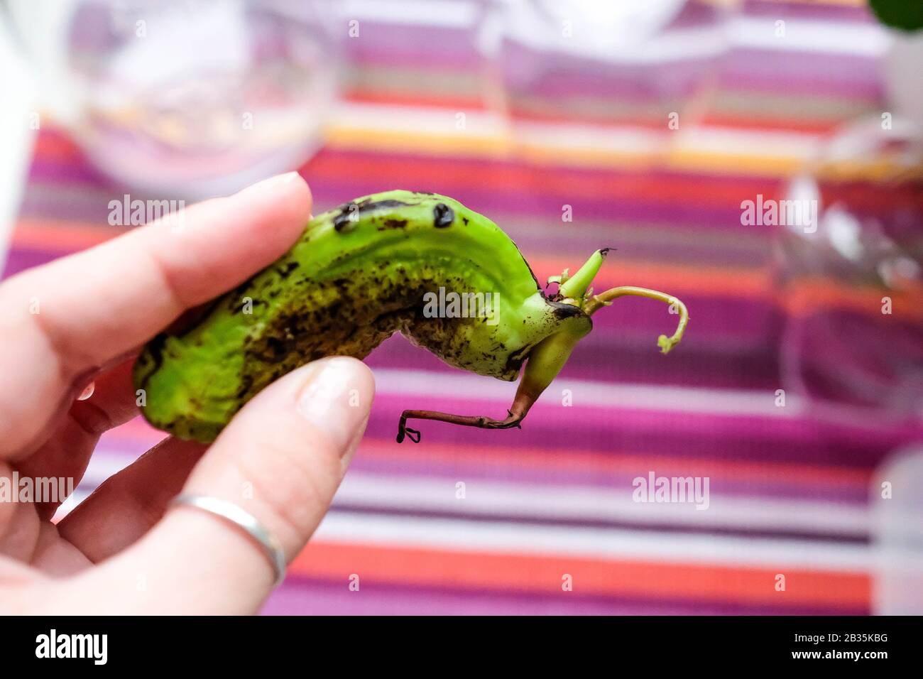 Hold a mango seed in your hands. Strange sprouted achene. Bright ...