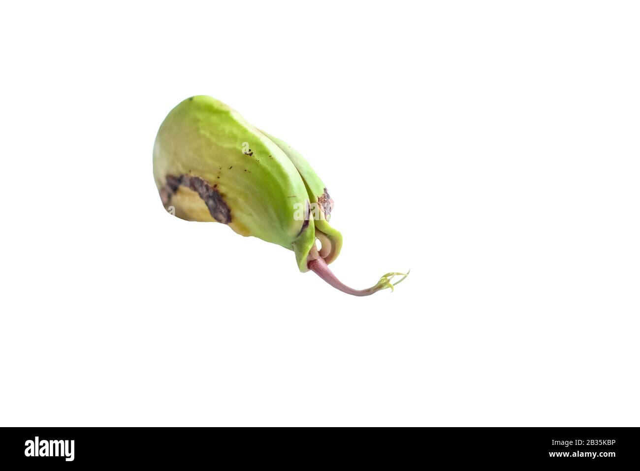 Mango bone isolated. Sprouted seed. White background. The sprout and ...