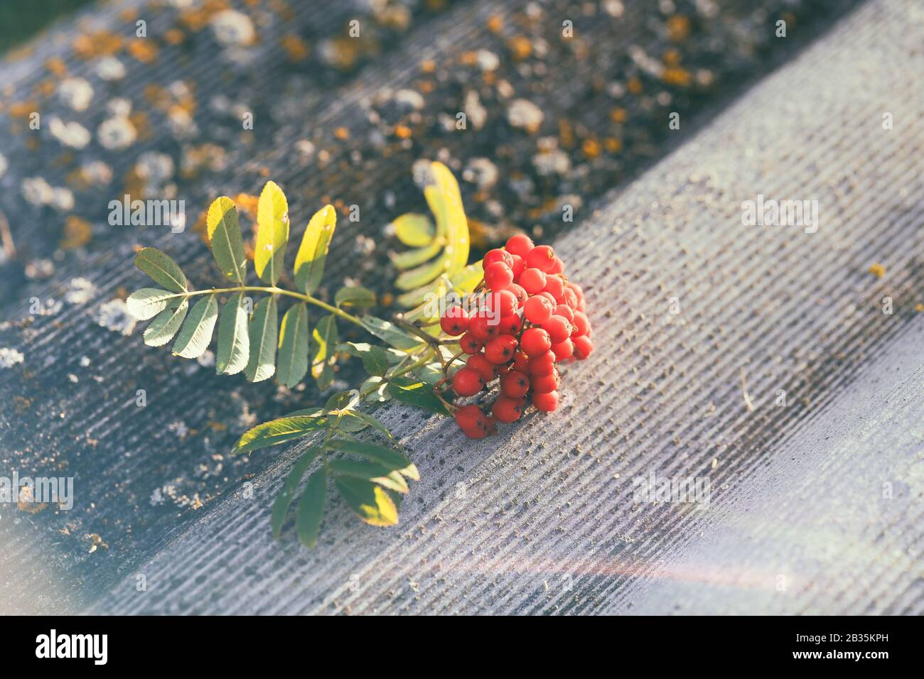 Vintage mountain ash plant hi-res stock photography and images - Alamy